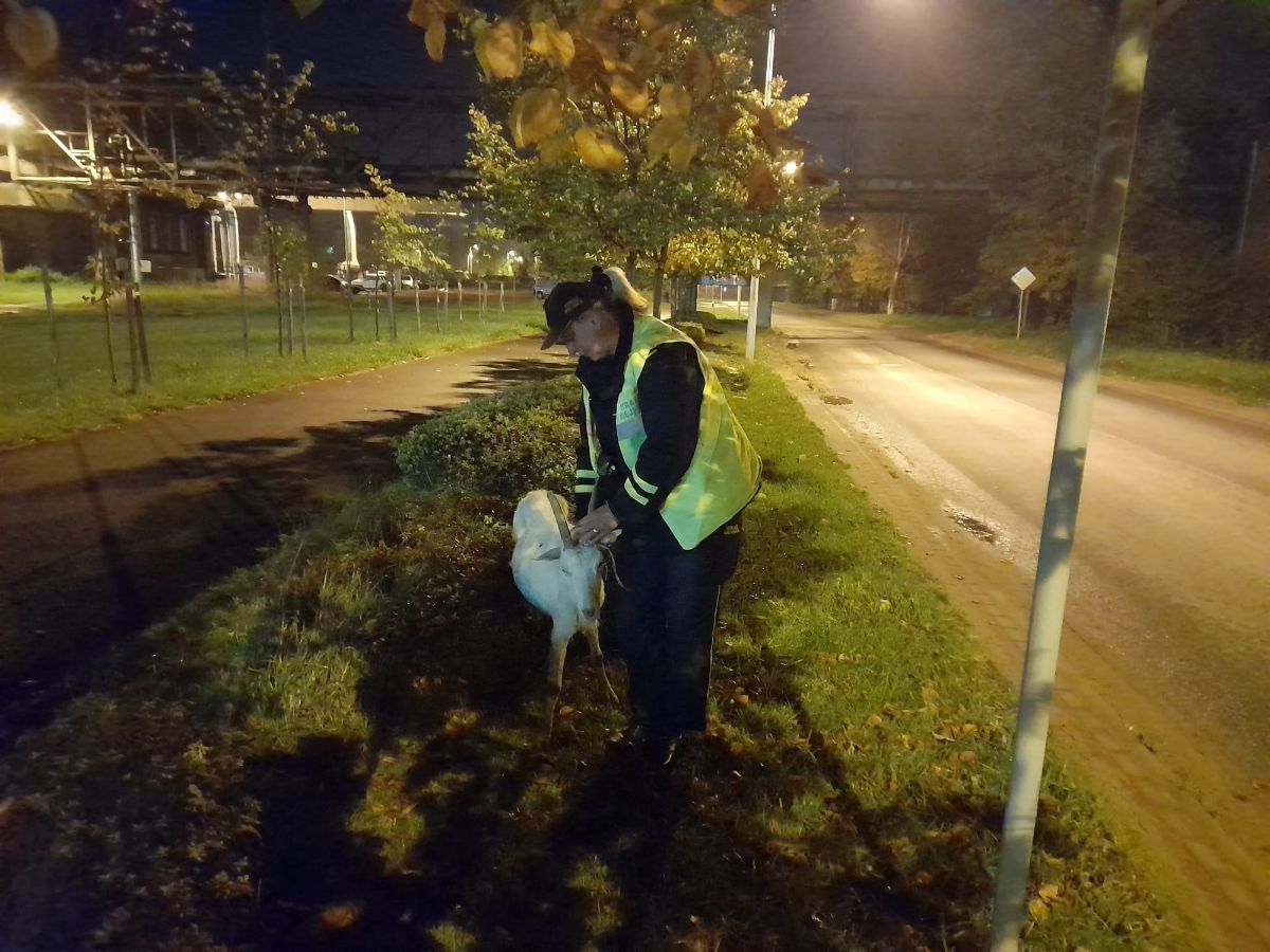 Ślepa koza na Karola Miarki - Jelonka.com - wiadomości Jelenia Góra